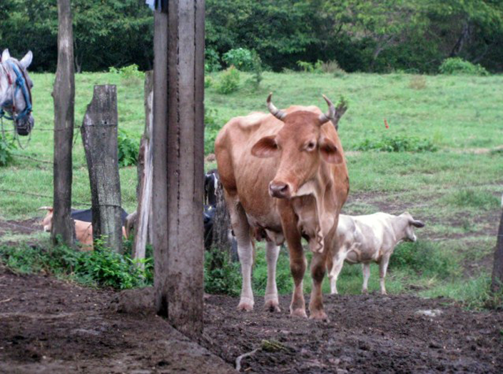 Manzo – Beef – CULINARY ROOTS & RECIPES™